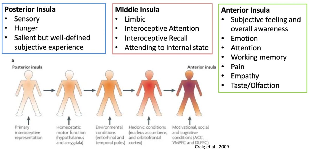 Publications | Centanni Lab